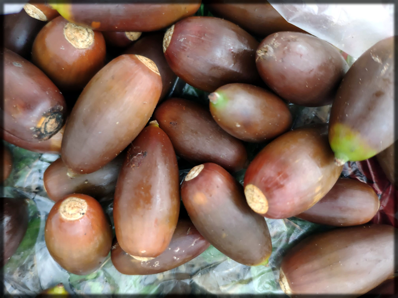 PLANTACIÓN DE BELLOTAS “LA GRAN BELLOTADA IBÉRICA” – IES NTRA. SRA. DE ...